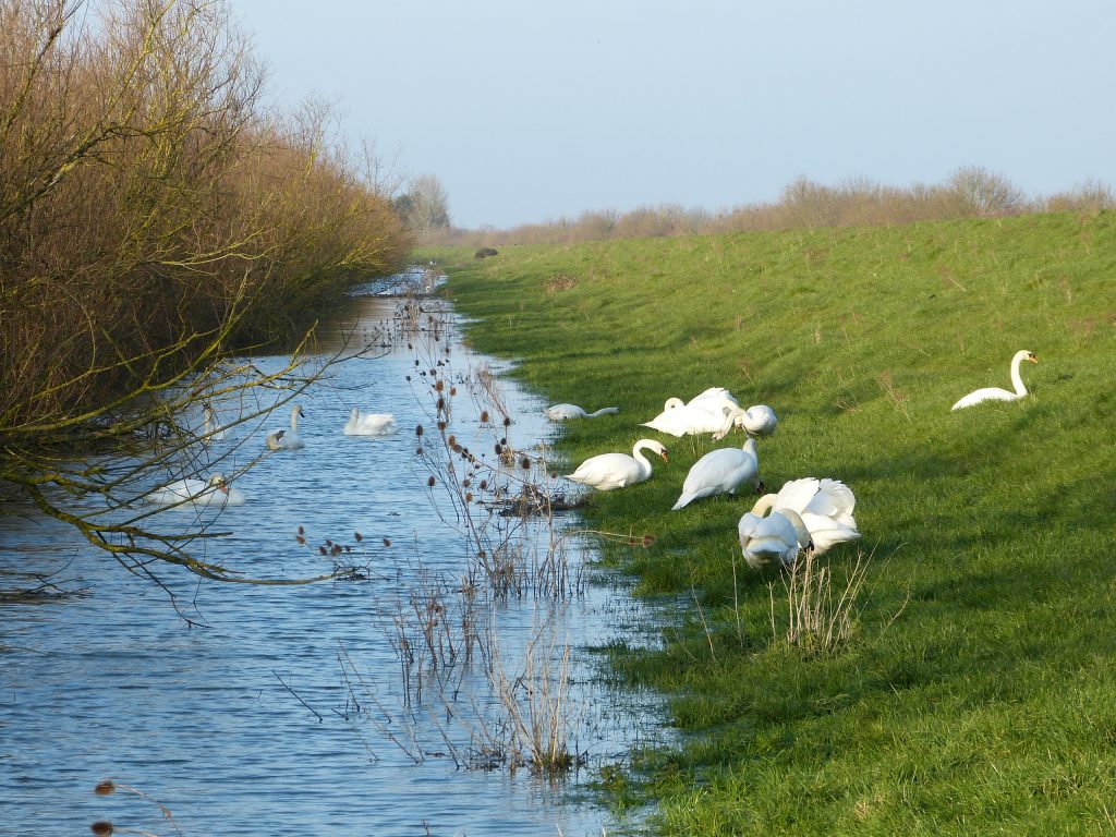 Fen Edge Trail | A walk across a landscape and time