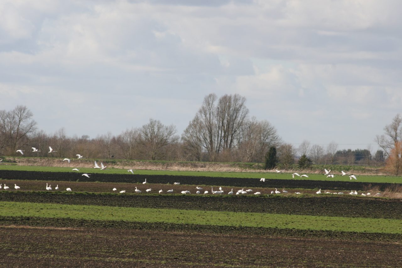 Fen Edge Trail | A walk across a landscape and time